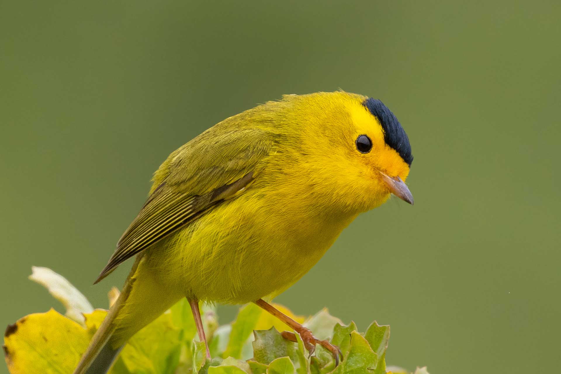 Napa Solano Audubon Society