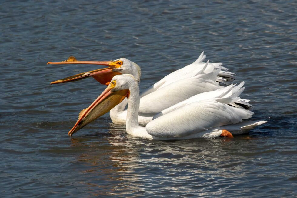 Grizzly Island Wildlife Area | Napa Solano Audubon Society