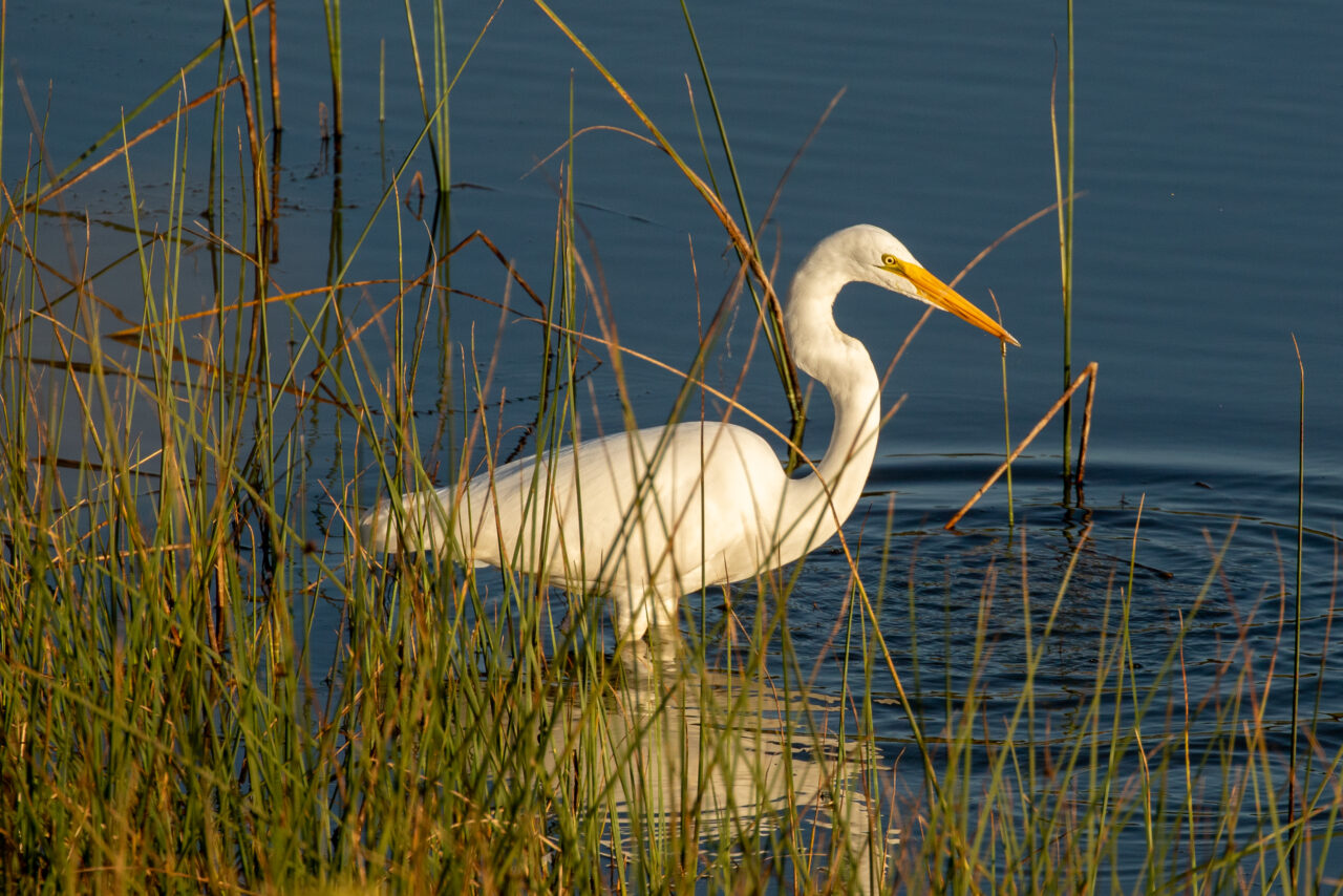 Grizzly Island Wildlife Area | Napa Solano Audubon Society
