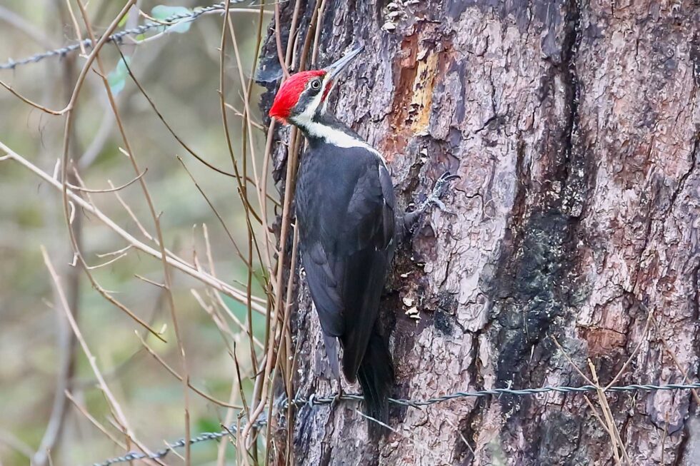 Bothe-Napa Valley State Park | Napa Solano Audubon Society